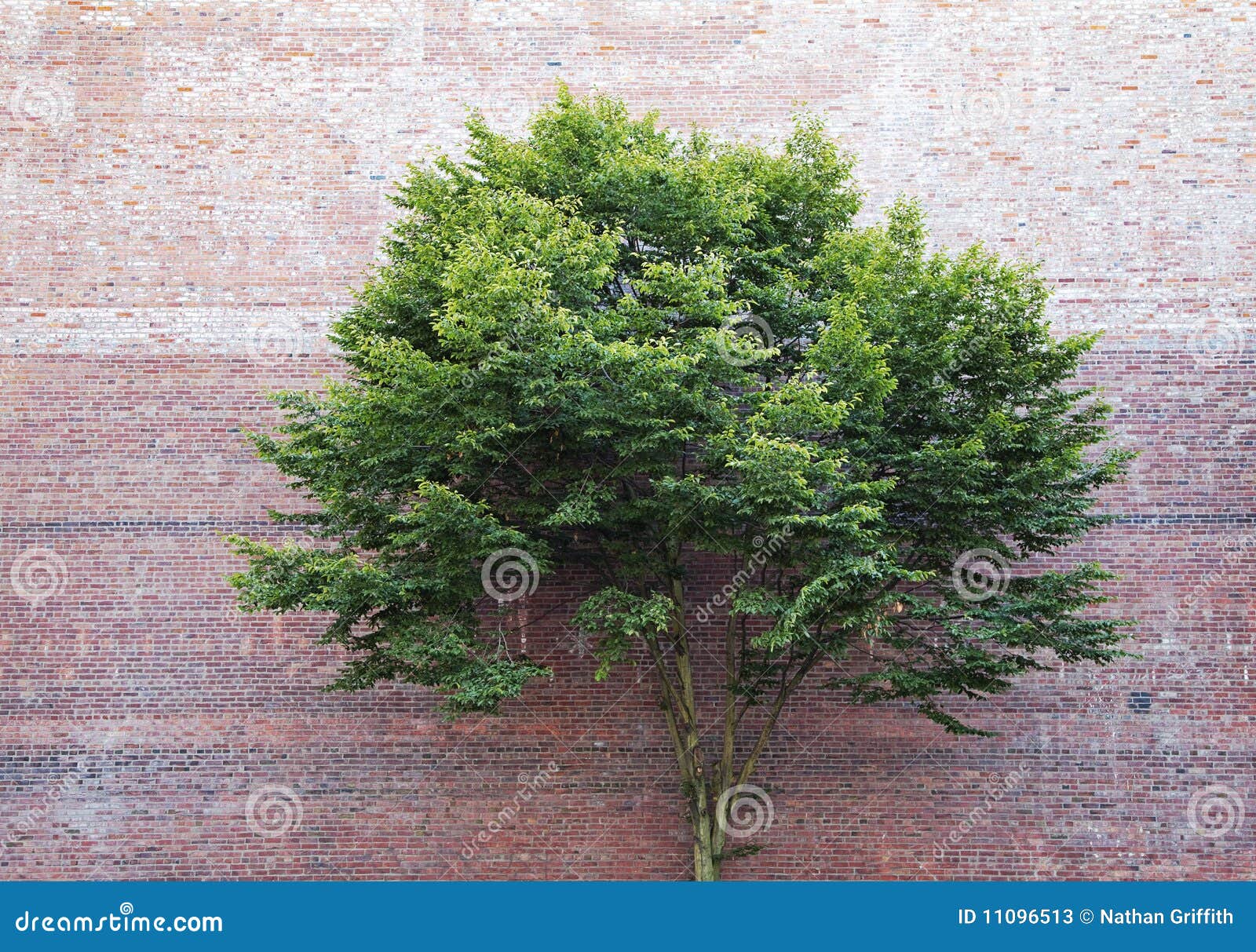 Tree in Front of Brick Wall Stock Image - Image of city, green: 11096513