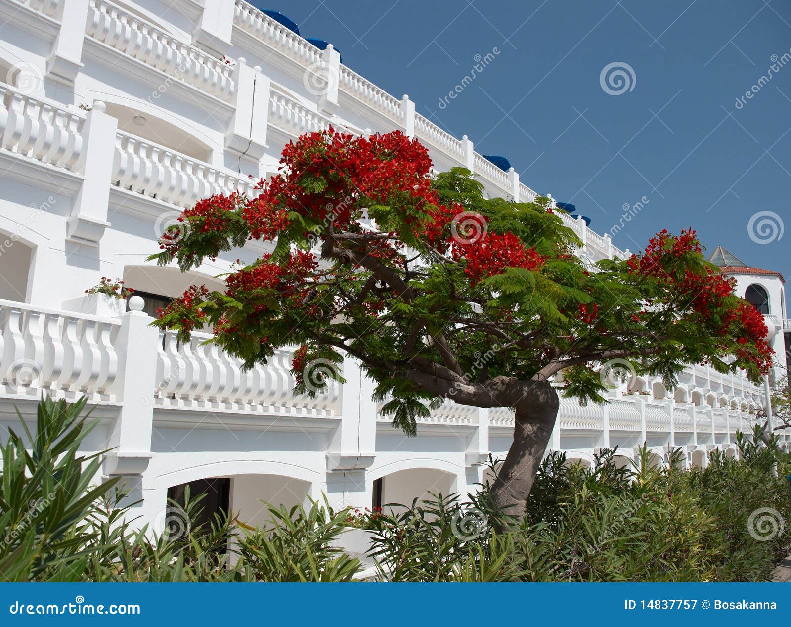 Tree in front of the hotel stock image. Image of beach - 14837757