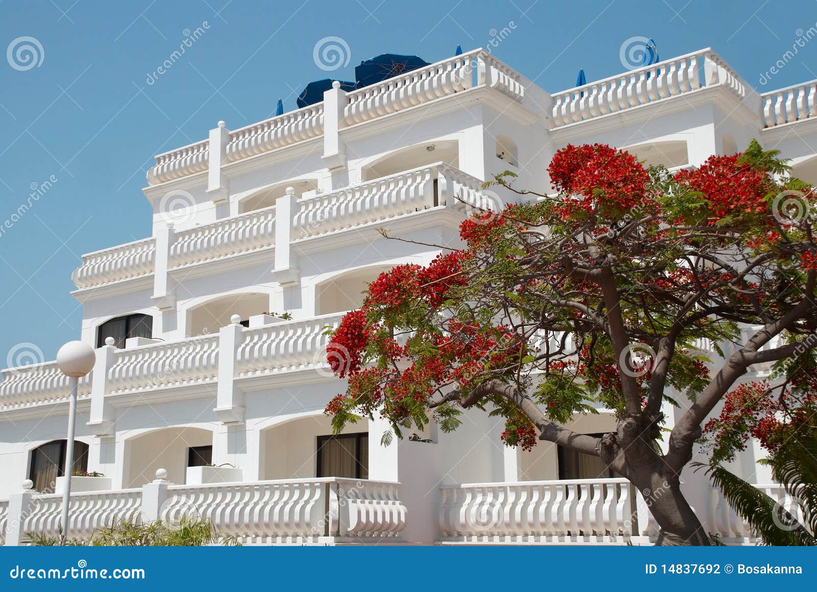 Tree in Front of Luxury Hotel Stock Photo - Image of paradise, building ...