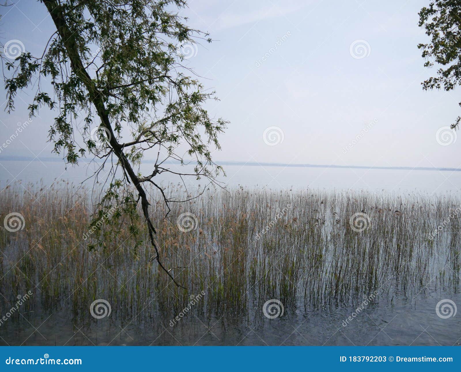 A Tree in Front of a Reed Field Stock Image - Image of aqua, flora ...
