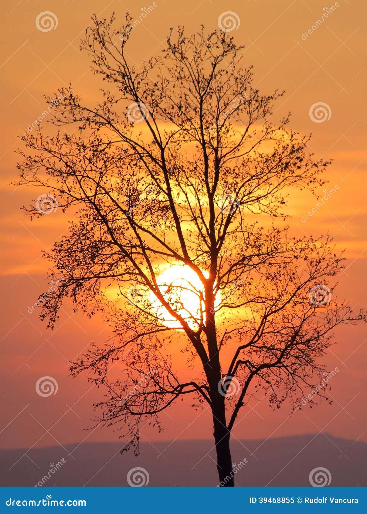 Tree in Front of Setting Sun Stock Image - Image of sunset, dusk: 39468855
