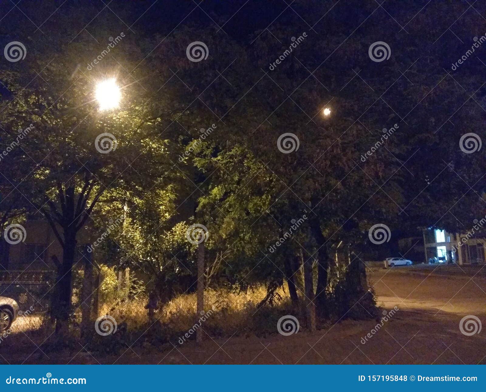 Tree in Front of Streetlight at Dusk Stock Photo - Image of front, dark ...