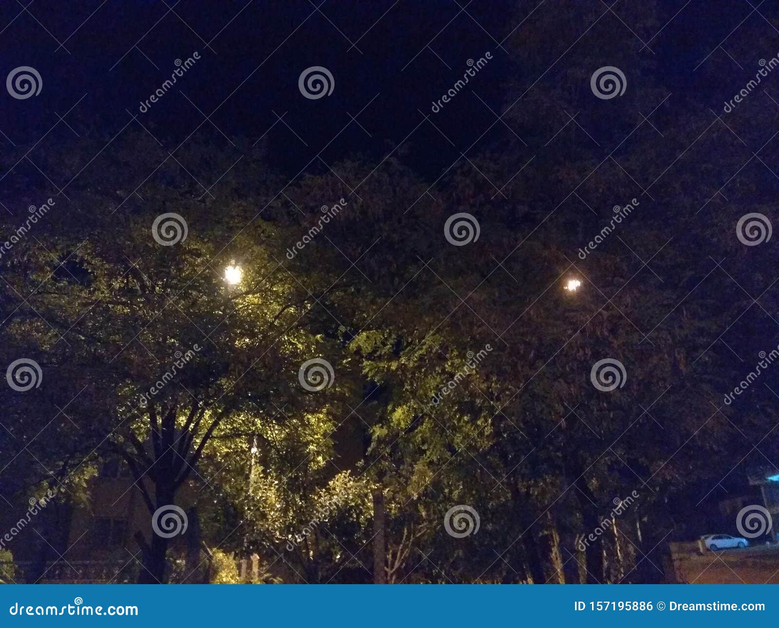Tree in Front of Streetlight at Dusk Stock Photo - Image of streetlight ...