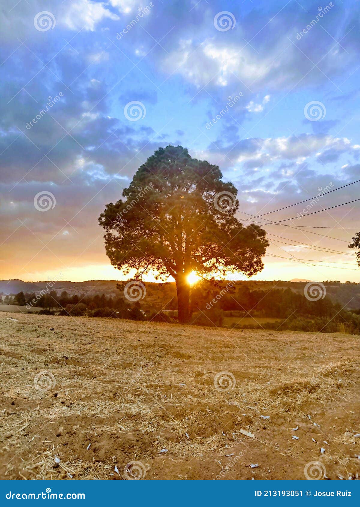 Tree in Front of Sunset in the Field Stock Image - Image of field ...