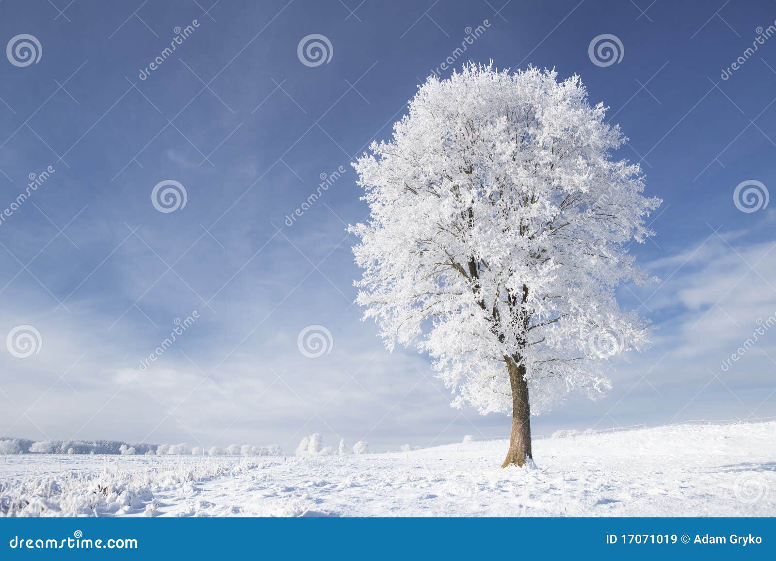 Tree in frost stock image. Image of frozen, scene, cold - 17071019