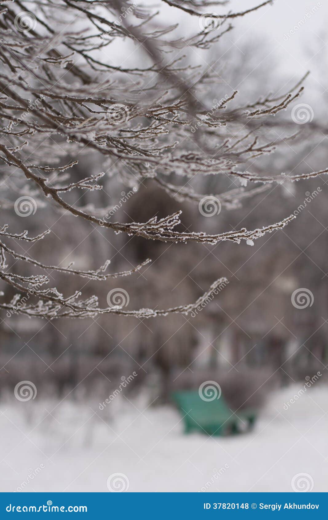 Tree with frost stock photo. Image of season, scenics - 37820148