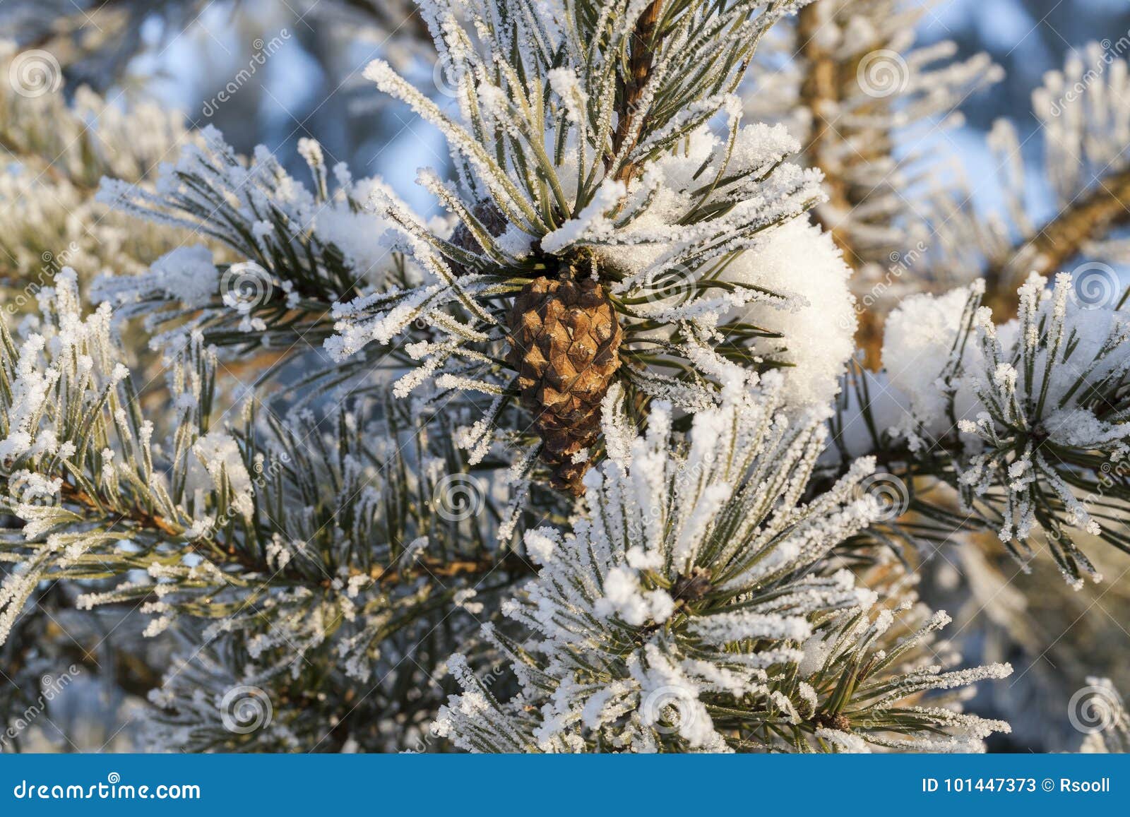 Tree with a frost stock image. Image of forest, covering - 101447373