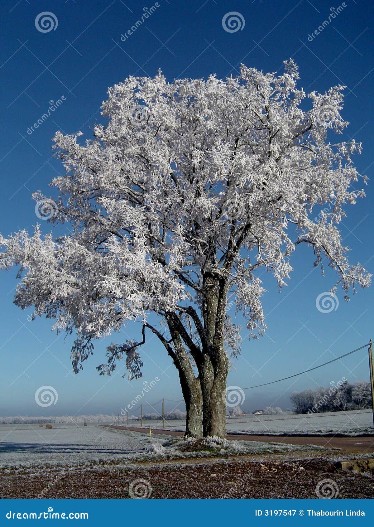 Tree frosted by the frost stock image. Image of season - 3197547