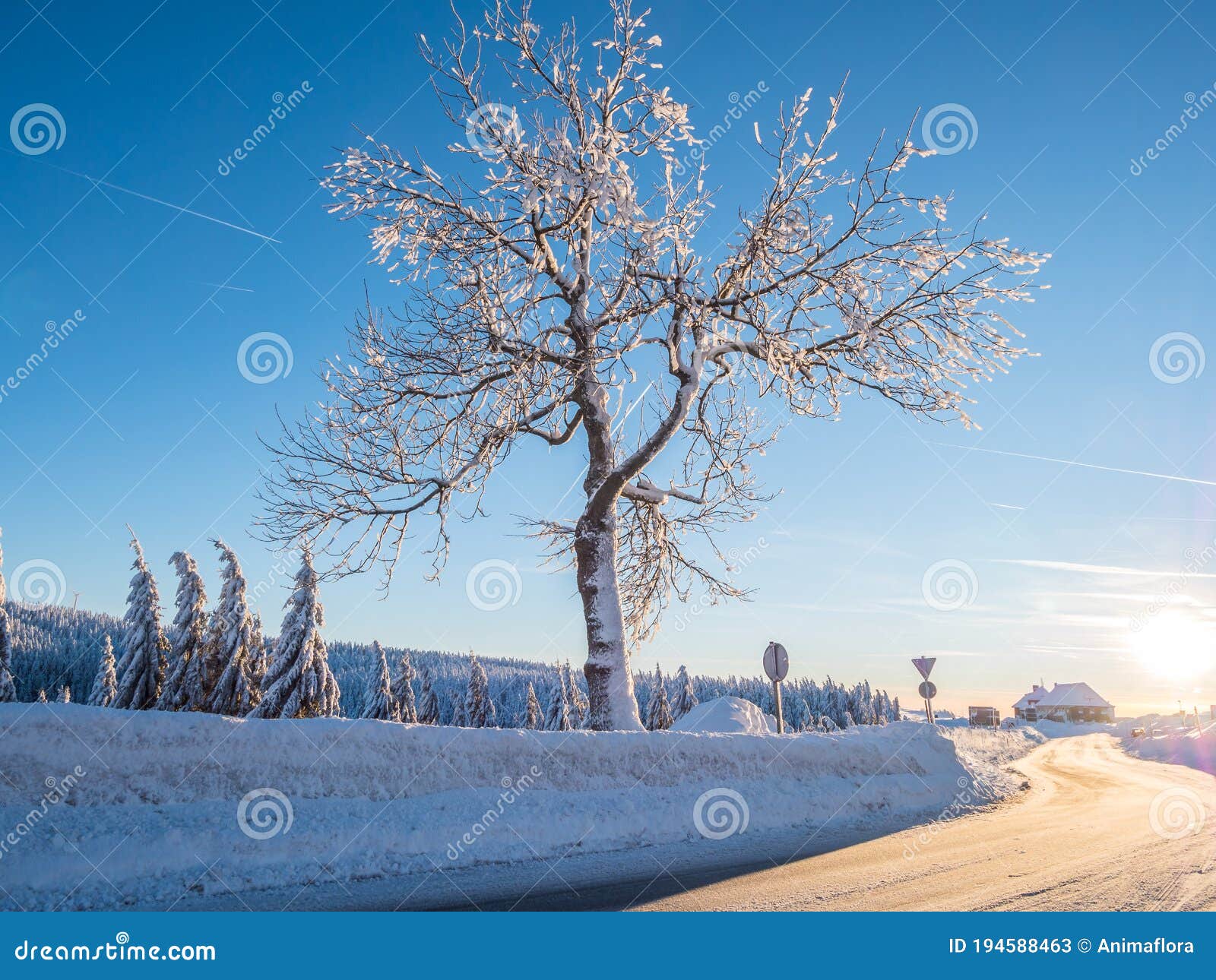 Tree in the frosty cold stock image. Image of outdoor - 194588463