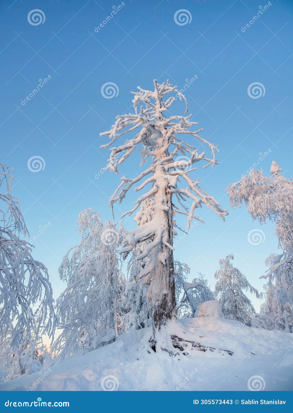 Tree is Frozen and Covered with Snow. Harsh Nature of the North Stock ...