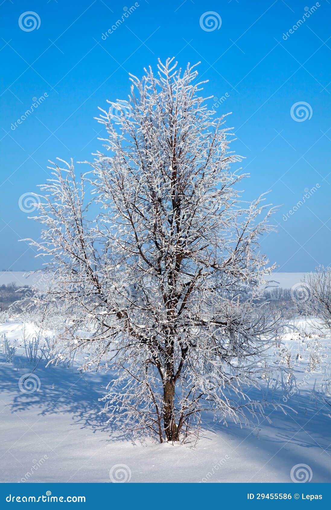 Tree in frozen ice stock photo. Image of winter, bright - 29455586