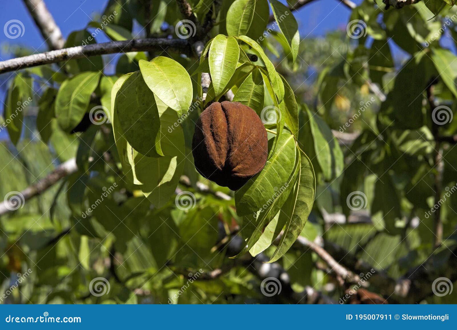Tree with Fruit Called Water Cocoa, Orinoco Delta in Venezuela Stock ...