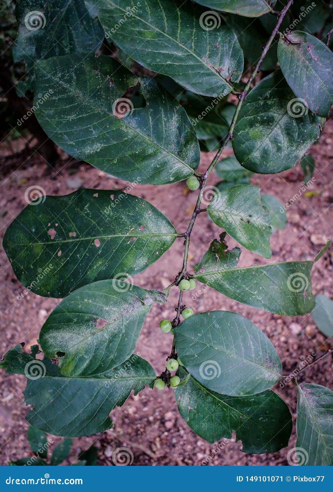 Tree and Fruit in Forest Close Up Stock Image - Image of background ...