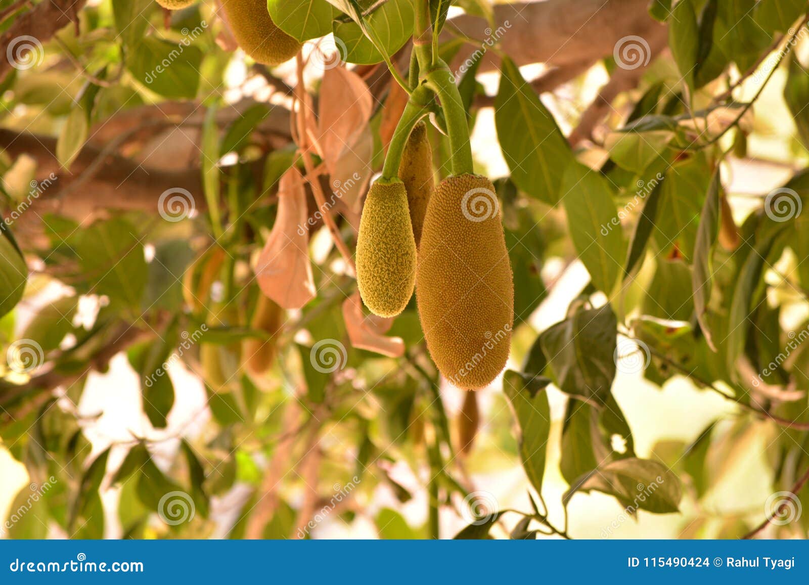 Tree seed fruit stock photo. Image of banyan, fruit - 115490424
