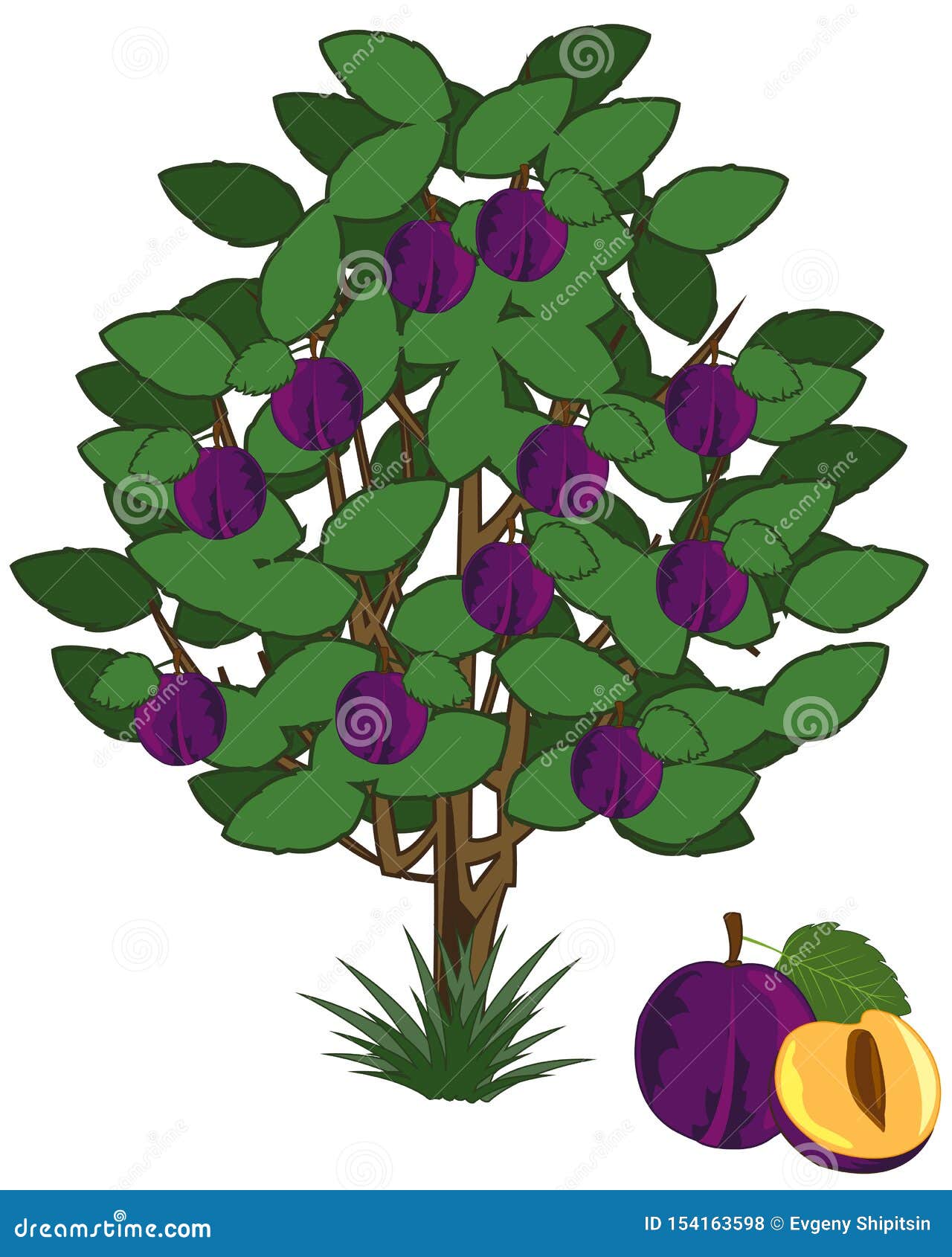 Fruit Set Of Plum Fruits, Fruits And Leaves.Watercolor Illustration ...