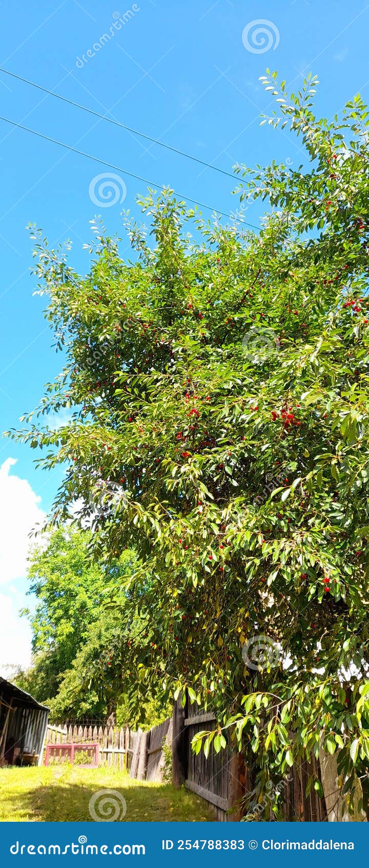 Tree with fruit in Romania stock image. Image of albero - 254788383