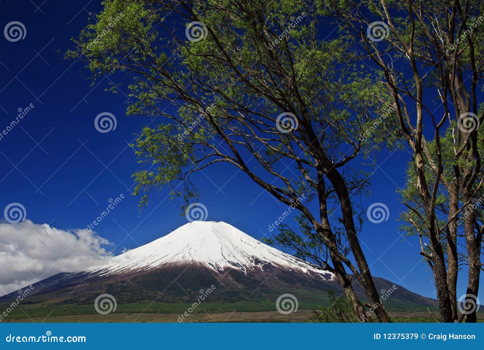 Tree with Fuji stock image. Image of travel, plants, japan - 12375379