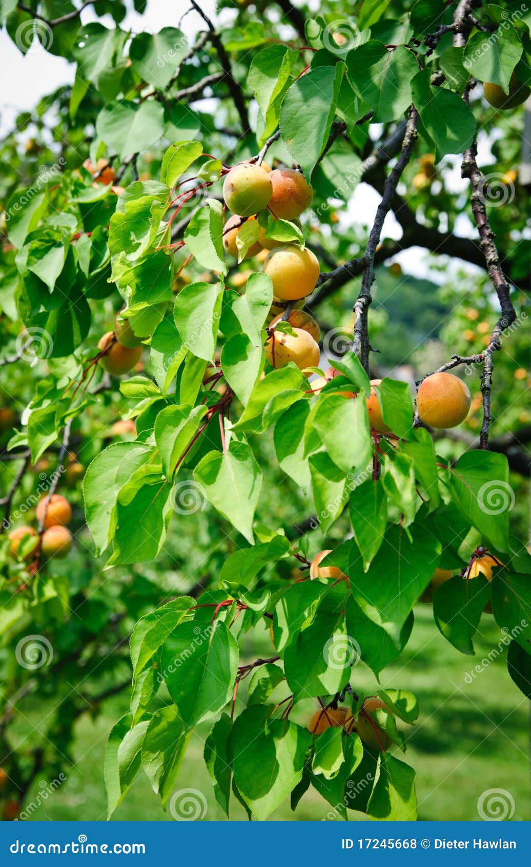 Tree full with Apricots stock photo. Image of fresh, leaf - 17245668