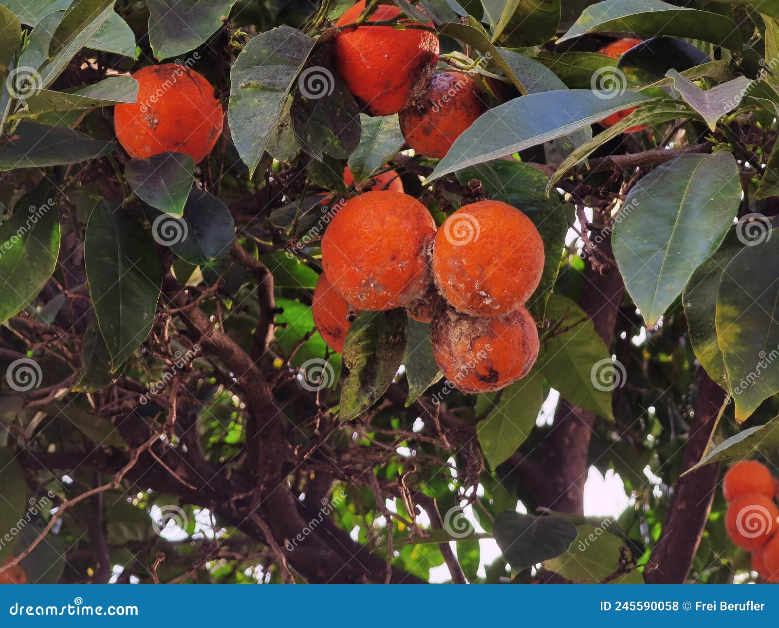 A Tree Full of Big Tangerines in Izmir Stock Photo - Image of apples ...