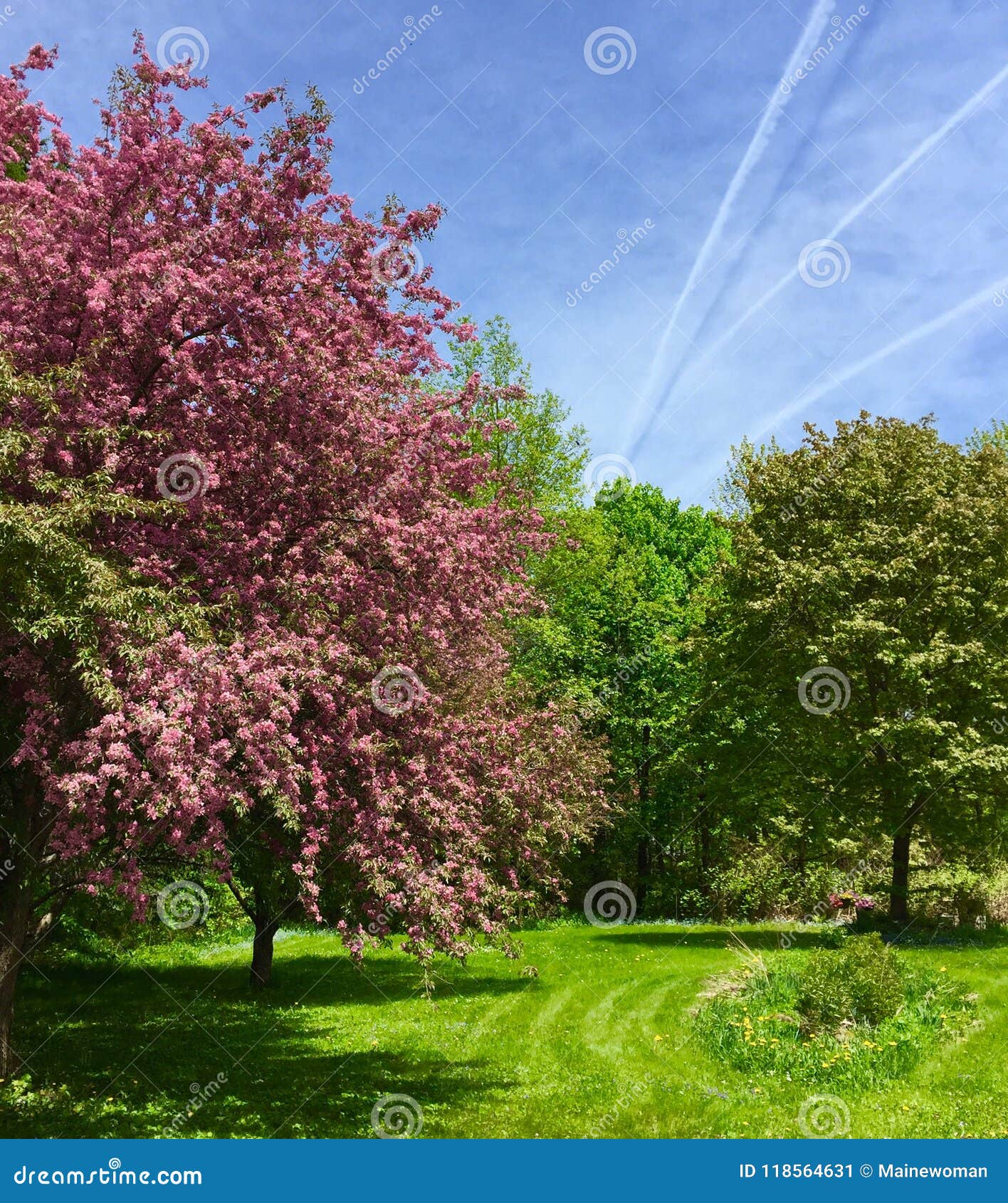 Tree in Full Bloom in the Spring in Maine Stock Image - Image of tree ...