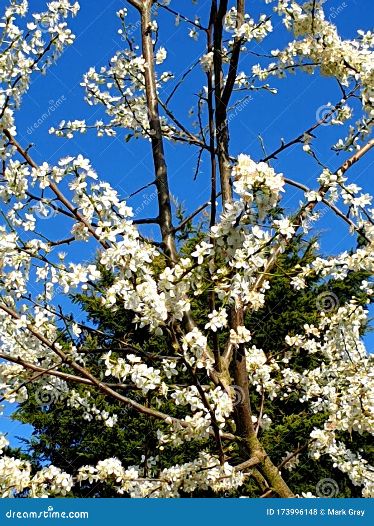 Tree Full of Blossom stock photo. Image of blue, blossom - 173996148