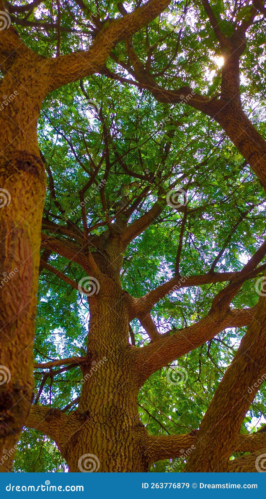 Tree full of Branch stock image. Image of forest, sunlight - 263776879