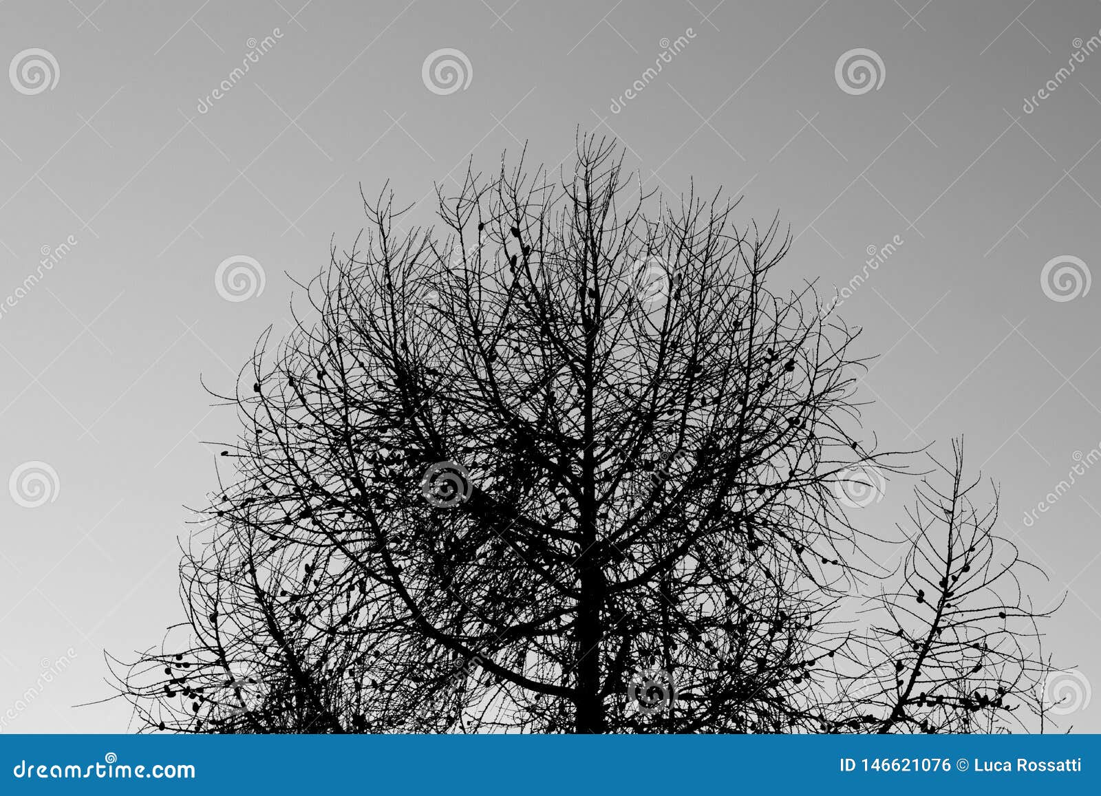 Tree Full of Branches during Winter Stock Photo - Image of autumn, tree ...