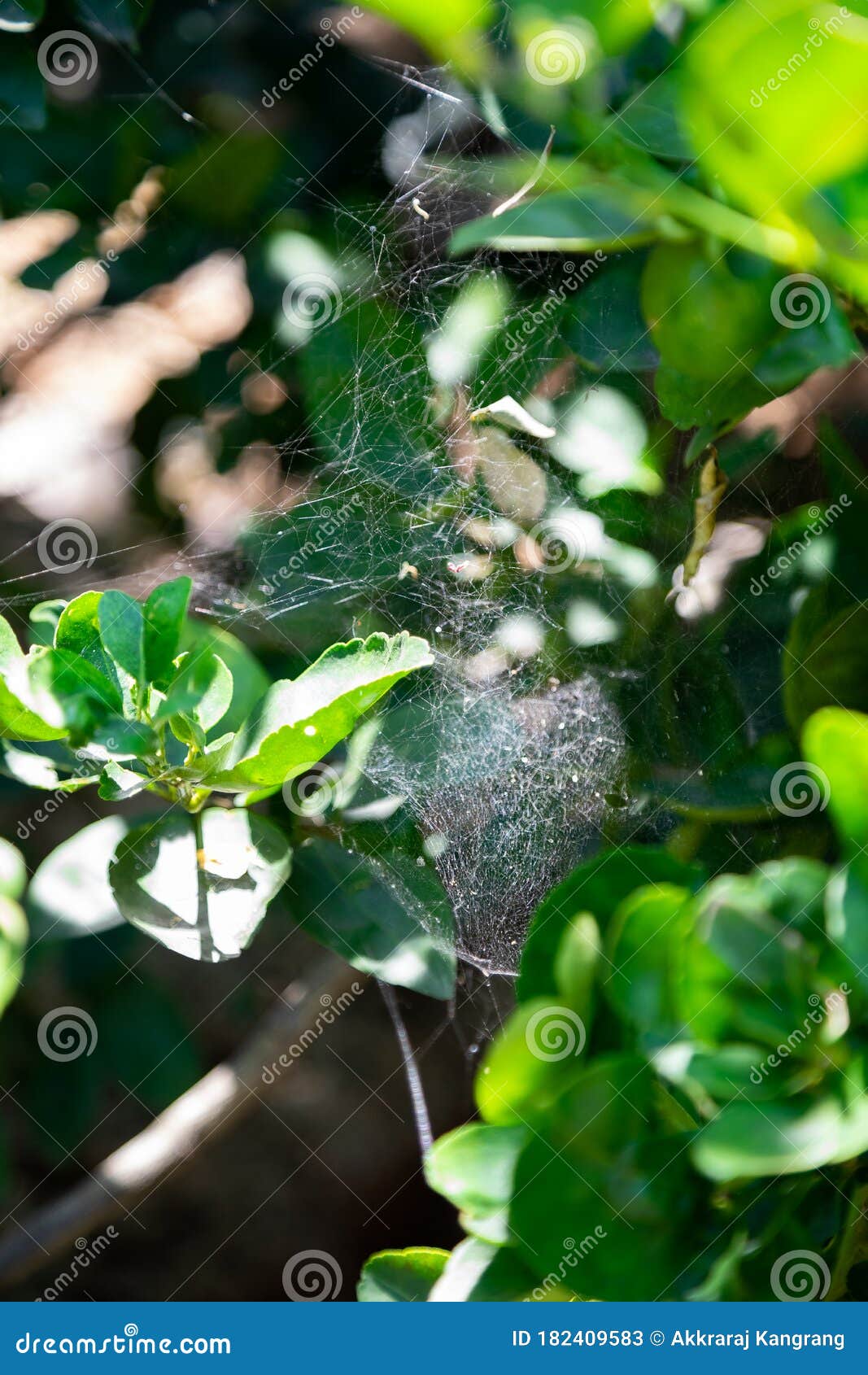 Cobweb in lime tree stock image. Image of garden, pest - 182409583