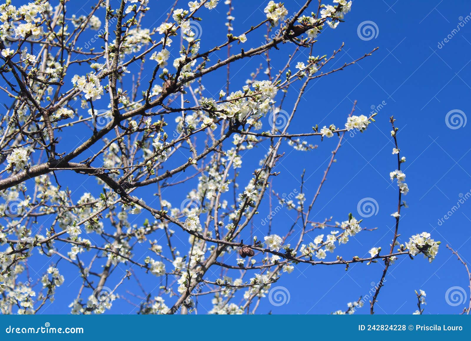 Tree Full of Flowers in Early Spring Stock Photo - Image of spring ...