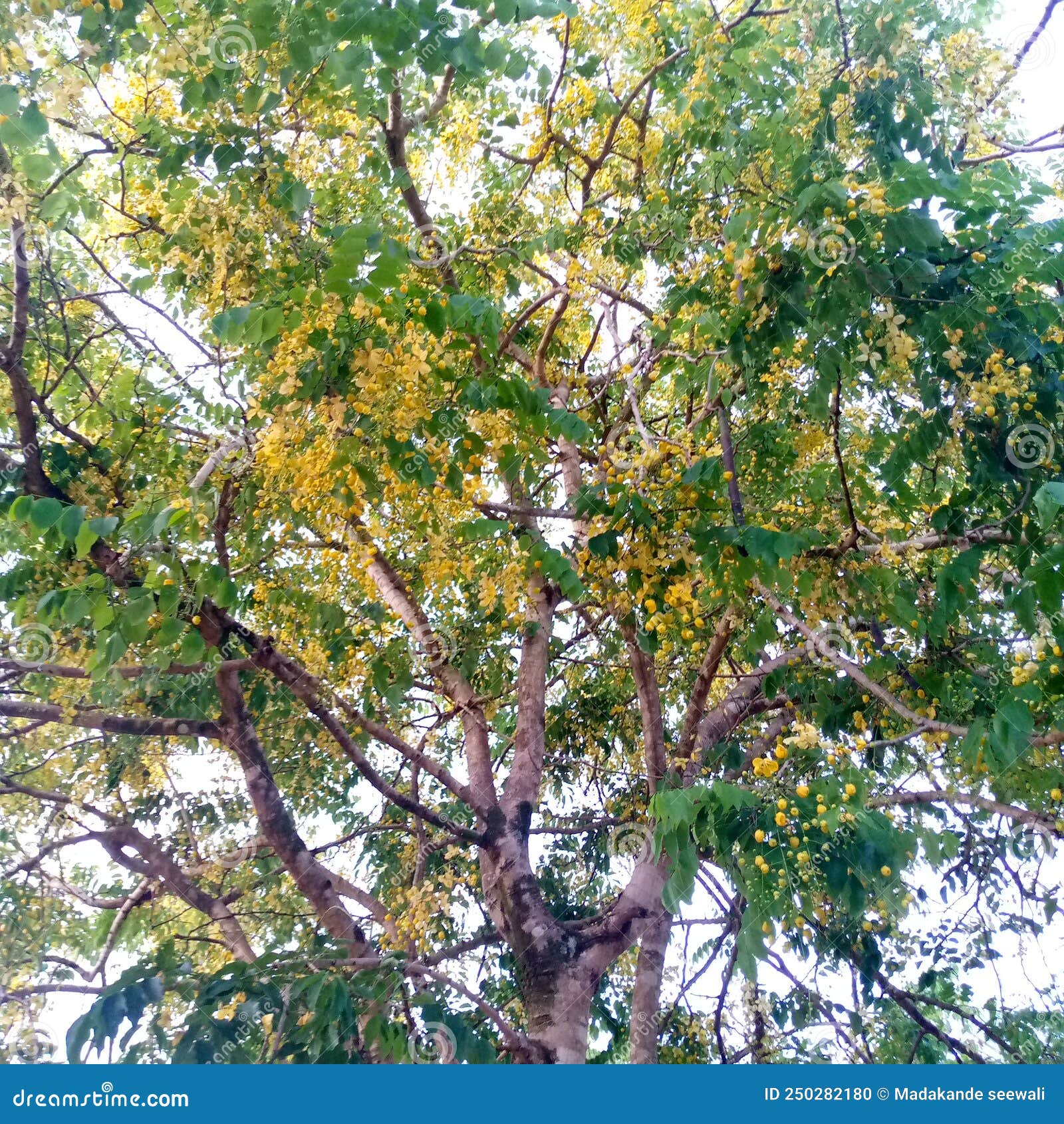 A tree full of flowers stock photo. Image of fresh, full - 250282180