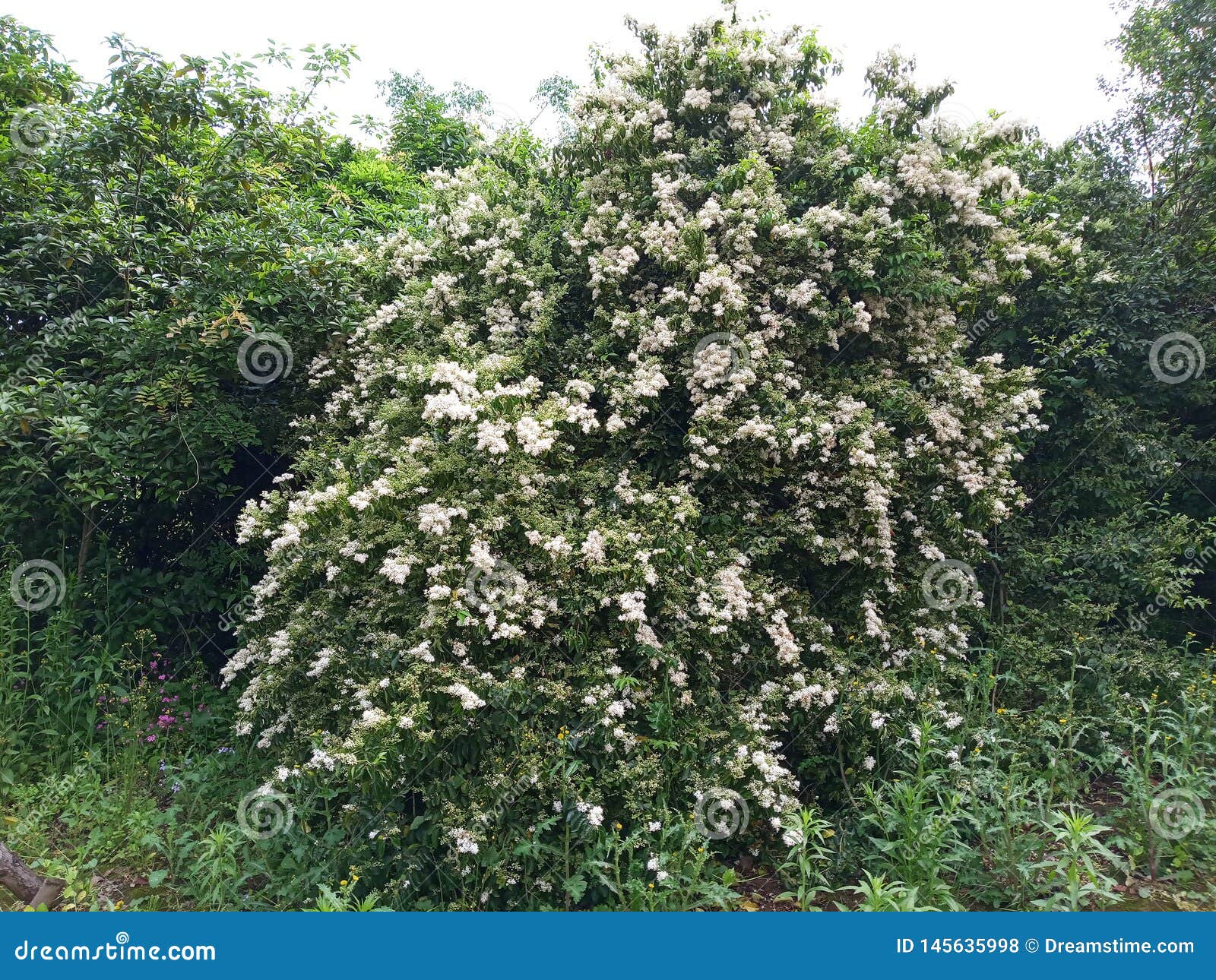 A tree full of flowers stock photo. Image of material - 145635998