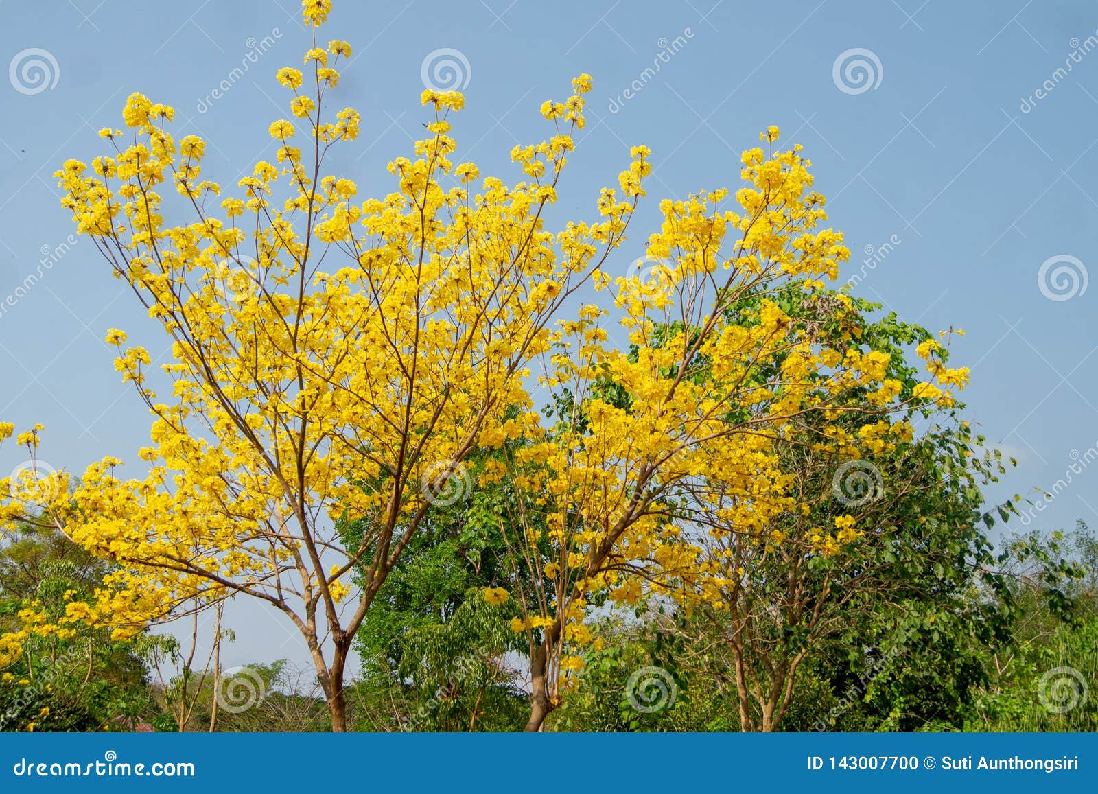 The Tree is Full of Golden Yellow. Stock Photo - Image of chrysotricha ...