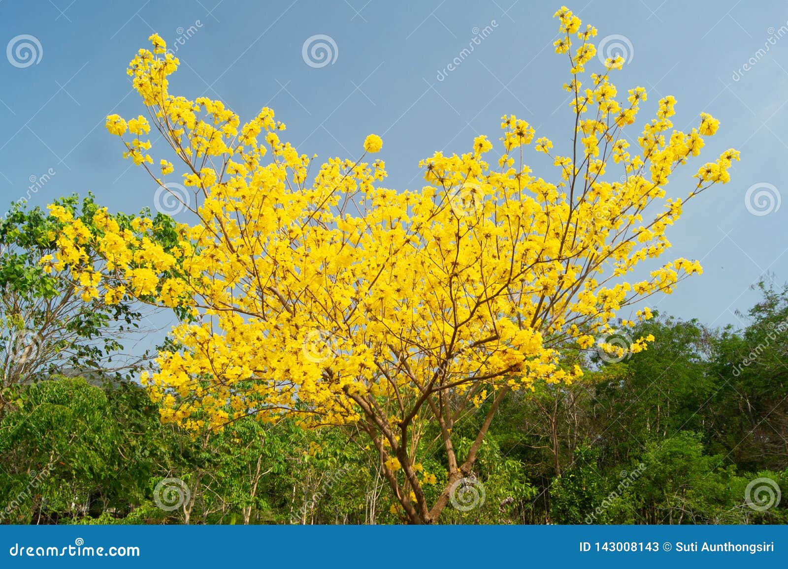 The Tree is Full of Golden Yellow. Stock Image - Image of bouquet ...