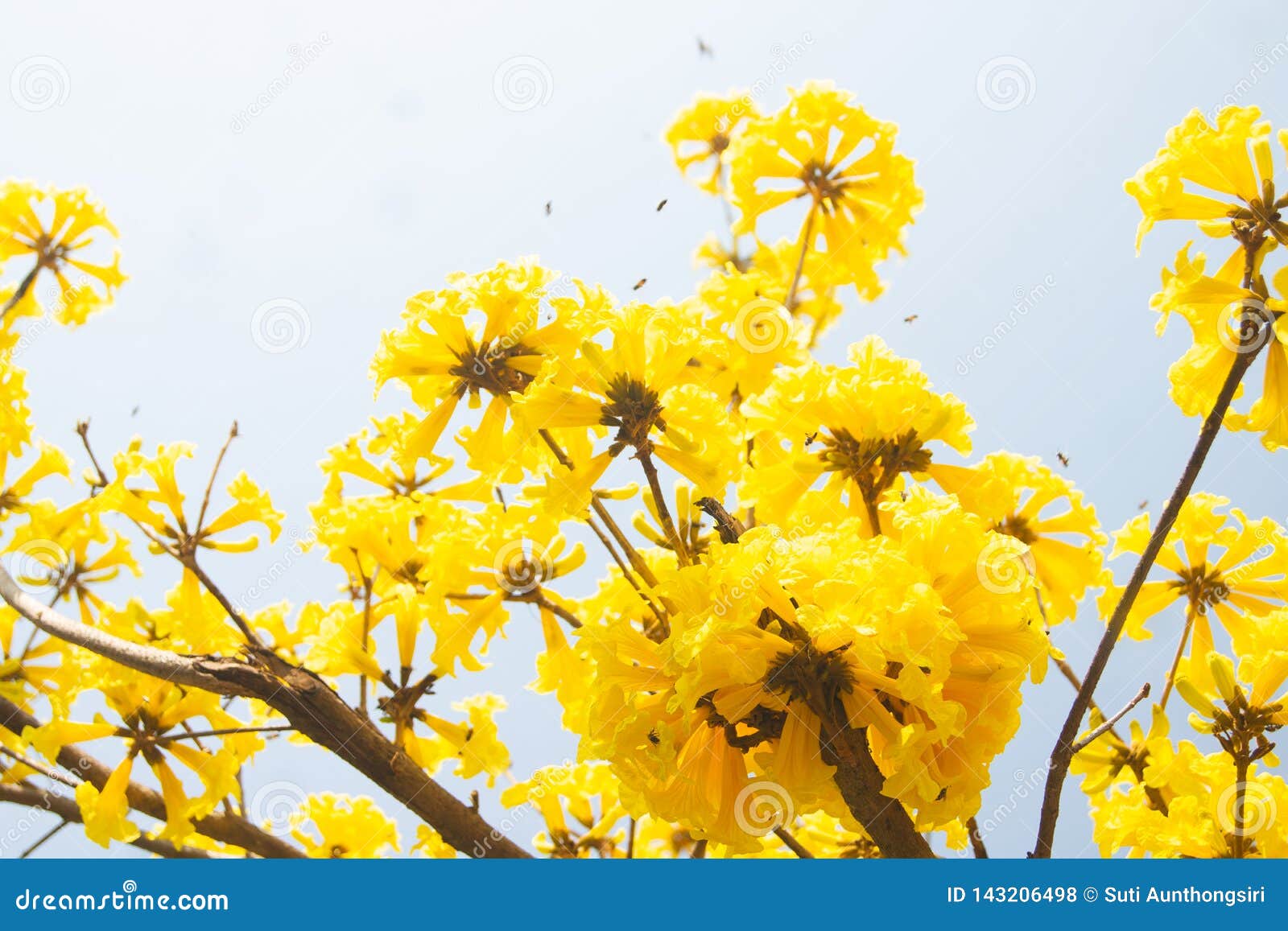 The Tree is Full of Golden Yellow. Stock Photo - Image of flora, grass ...
