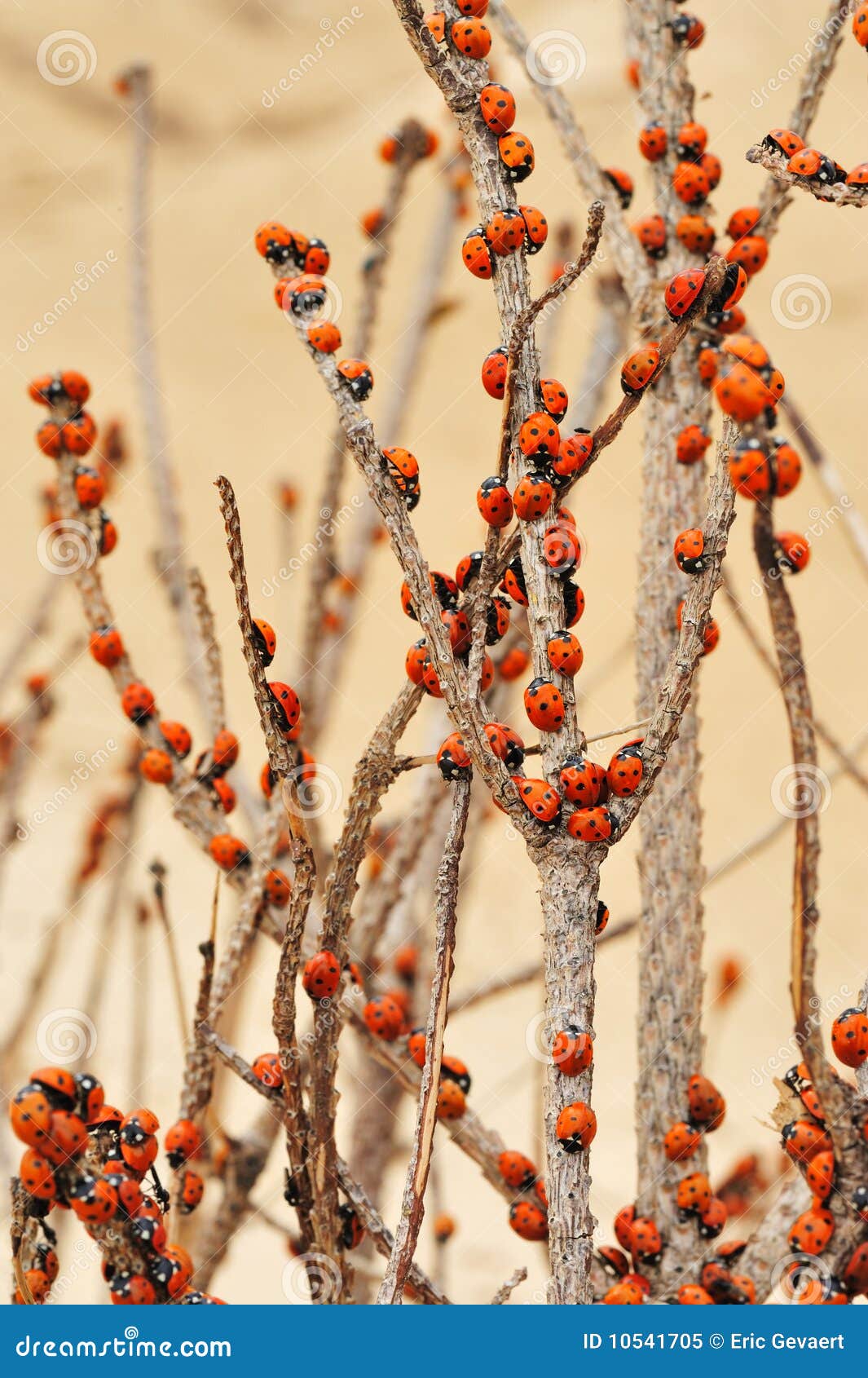 Tree full of ladybugs stock image. Image of animal, environmental ...