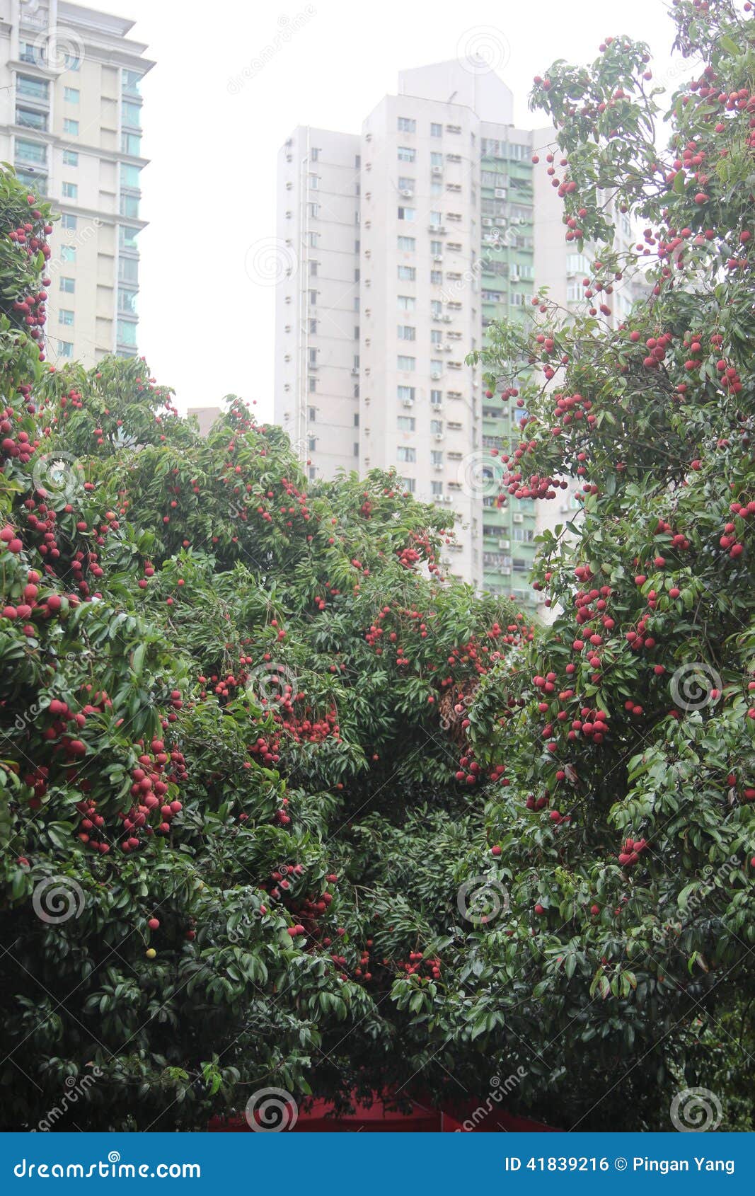 A tree full of litchi stock photo. Image of lychee, summer - 41839216