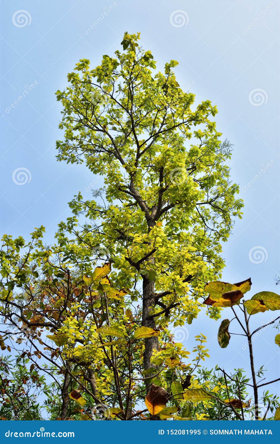 A Tree Full of New Born Green Leaves. Forest Trees Stock Image - Image ...