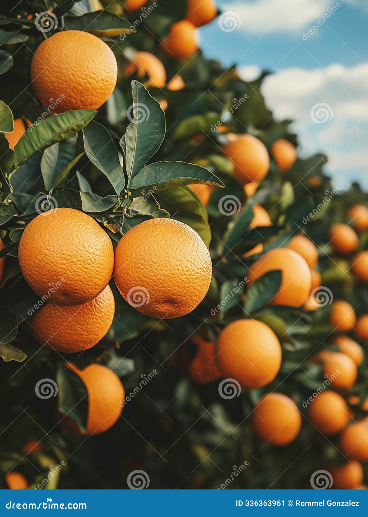A Tree Full of Oranges Hanging from Its Branches Stock Image - Image of ...