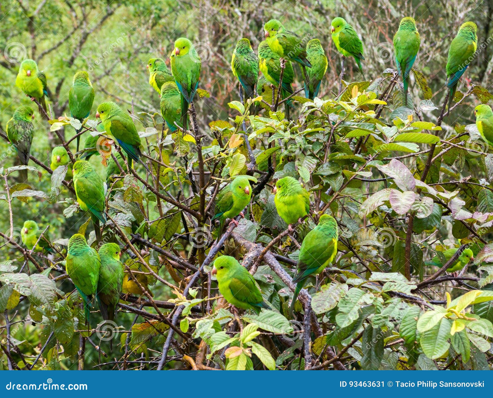 Tree full of parakeets stock image. Image of paraquet - 93463631