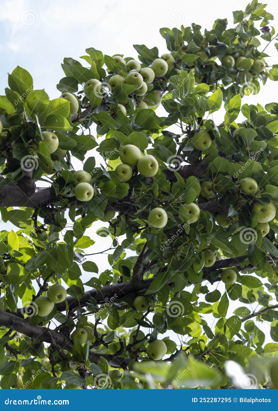 Tree Full with Pear Fruit in an Fruit Orchard Stock Image - Image of ...