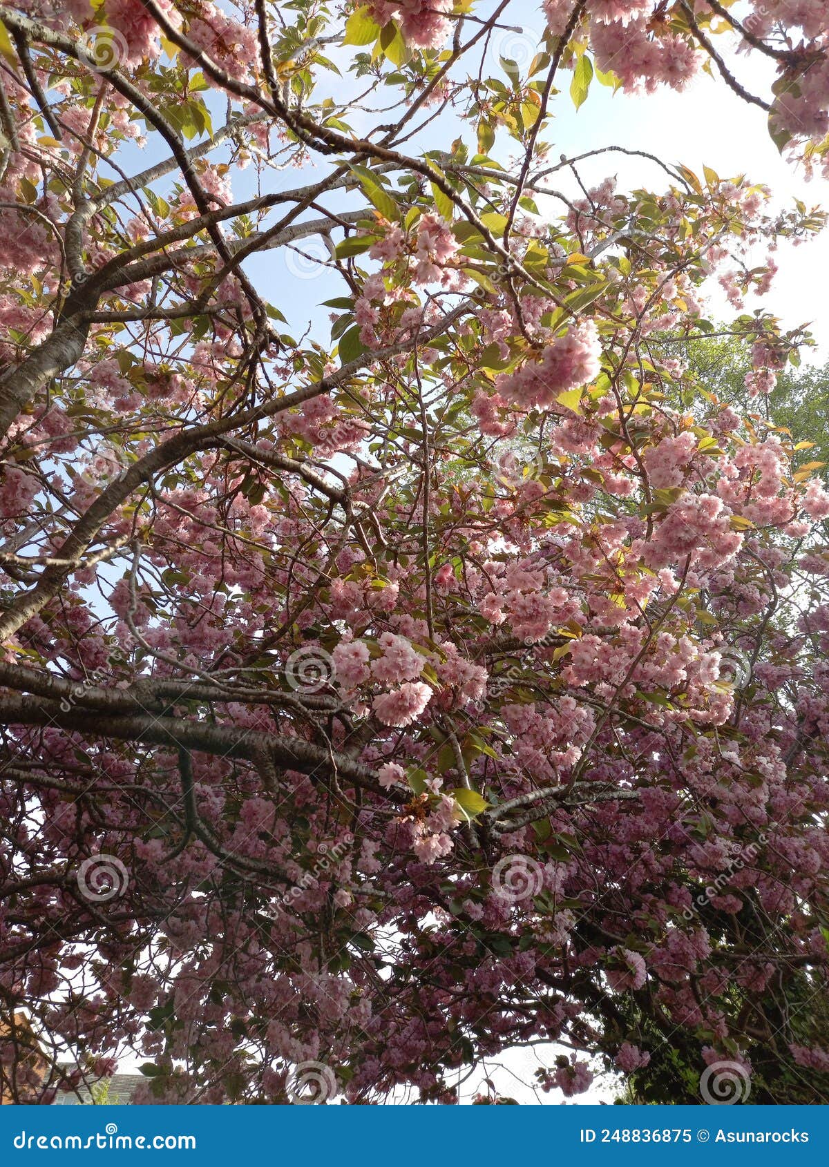 Pink Cherry Blossom Tree Poole England Stock Image - Image of spring ...