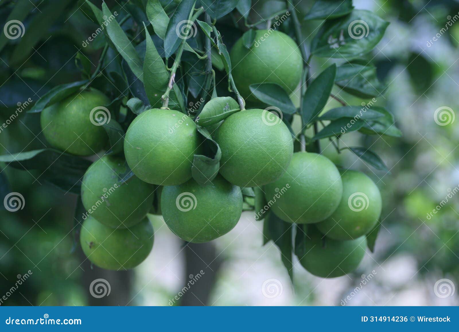 A Tree Full of Ripe Green Oranges on a Tree Stock Photo - Image of ...