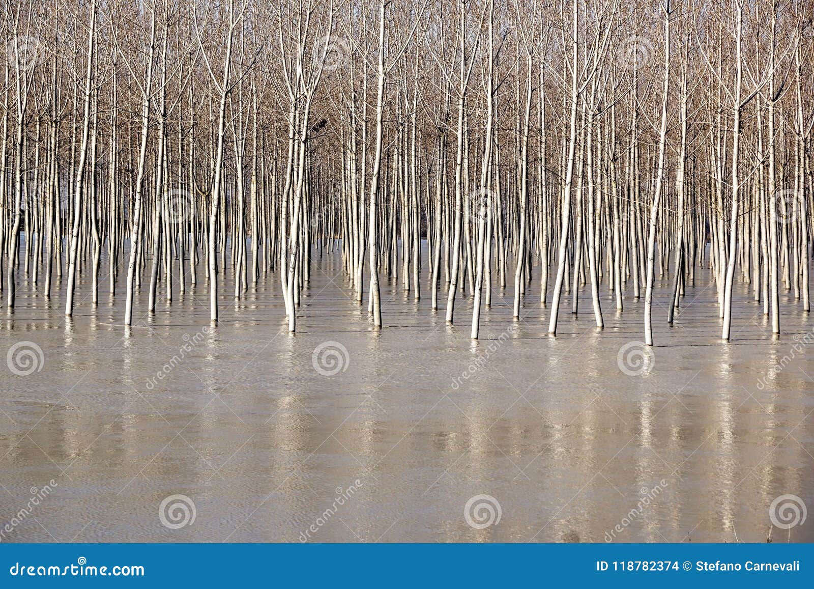 Tree in the Full River . Spring Landscape with Birch Trees and Melt ...