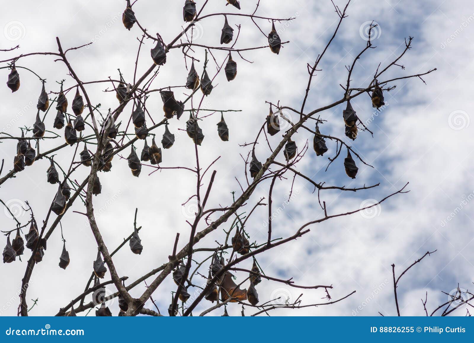 Tree Full of Roosting Flying Foxes Stock Image - Image of megabat ...