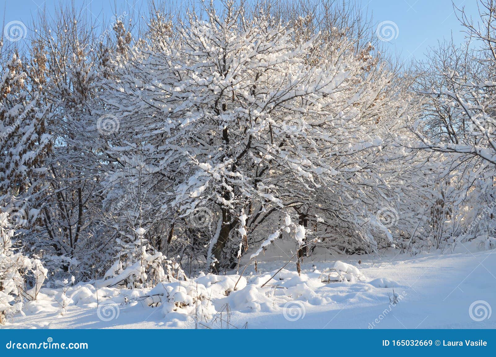Tree Full of Snow in the Park Stock Image - Image of park, full: 165032669
