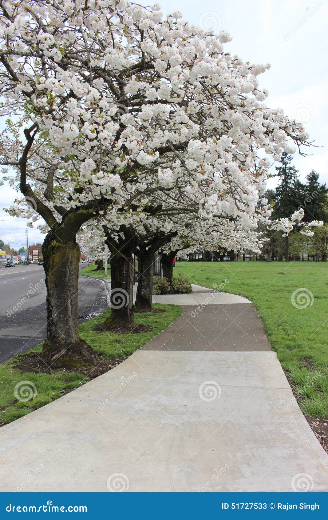 Tree full of white flowers stock image. Image of roadside - 51727533