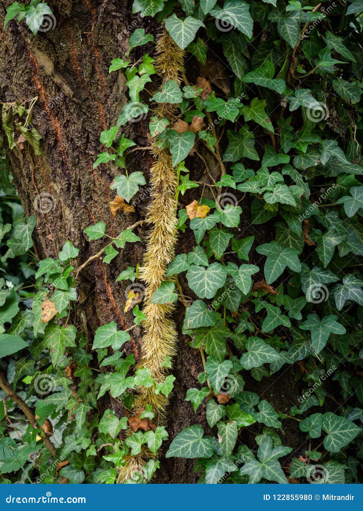 Tree Fully Covered in Vines Stock Photo - Image of plant, growth: 122855980