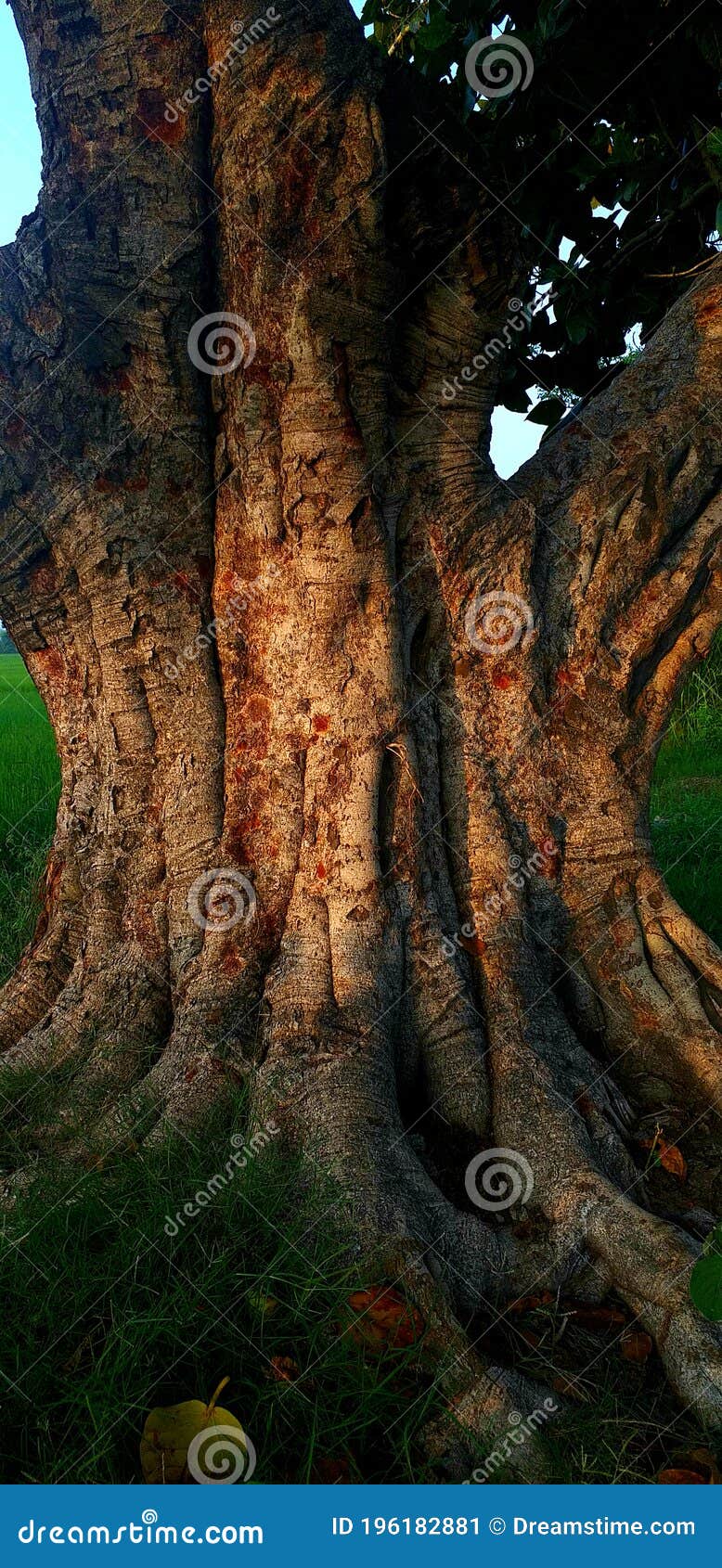 Tree with fully grow up stock image. Image of branch - 196182881