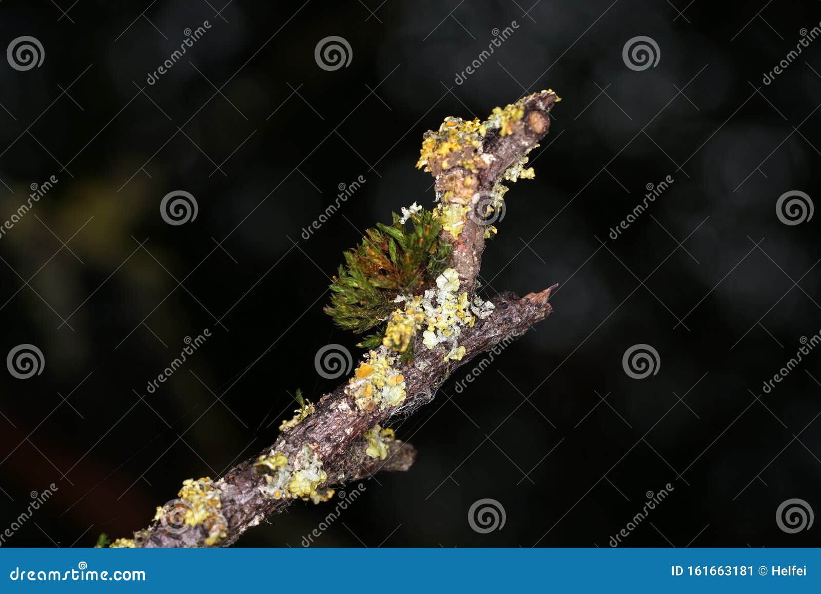 Tree Fungi are, in the Broadest Sense, All Fungi that Colonize and ...