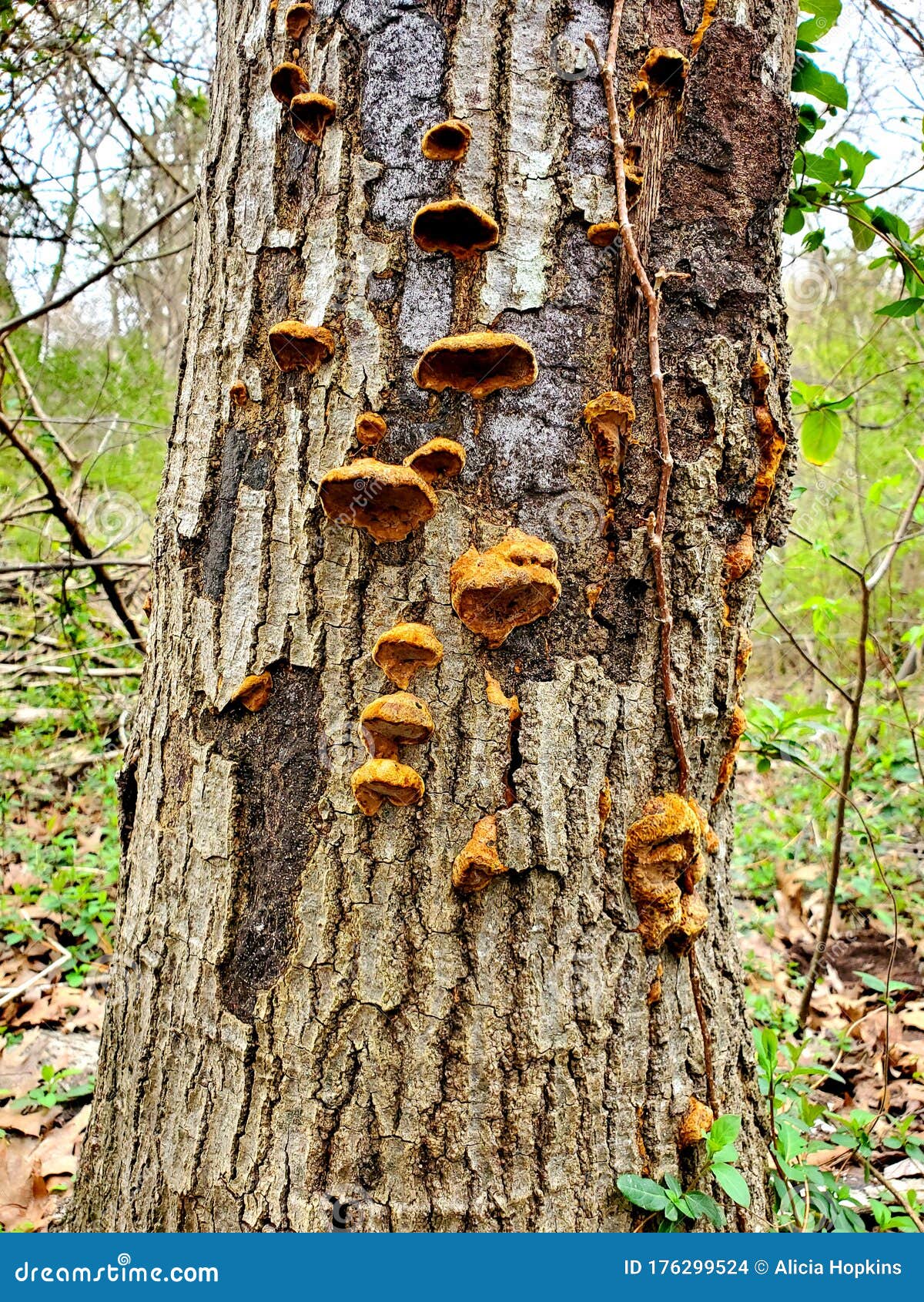 Tree fungi stock photo. Image of growth, tree, nature - 176299524
